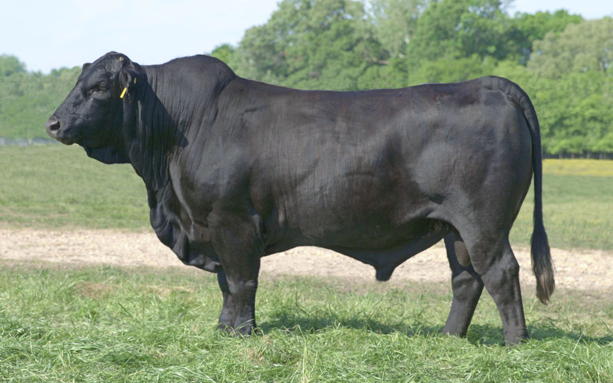 Herd Sires - Jones Beefmaster