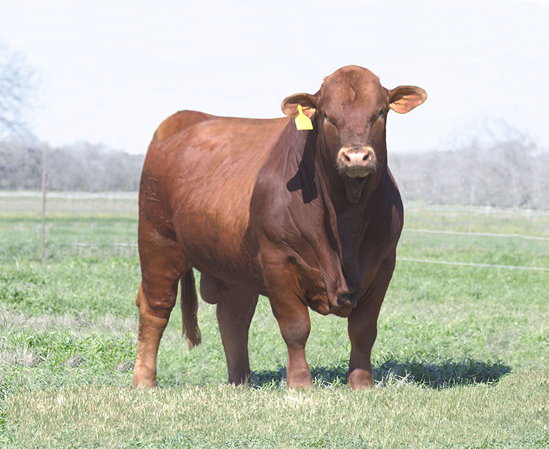 Sales - Jones Beefmaster